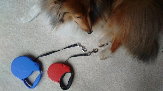 The Long and Short of Retractable Leashes – Kerry Claire and dogs